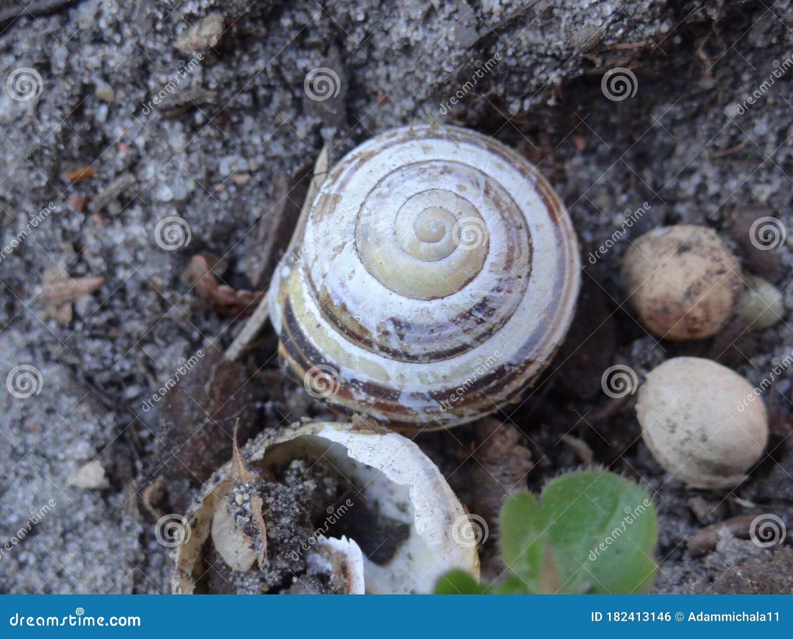 Snail shell on the ground stock photo. Image of animal - 182413146