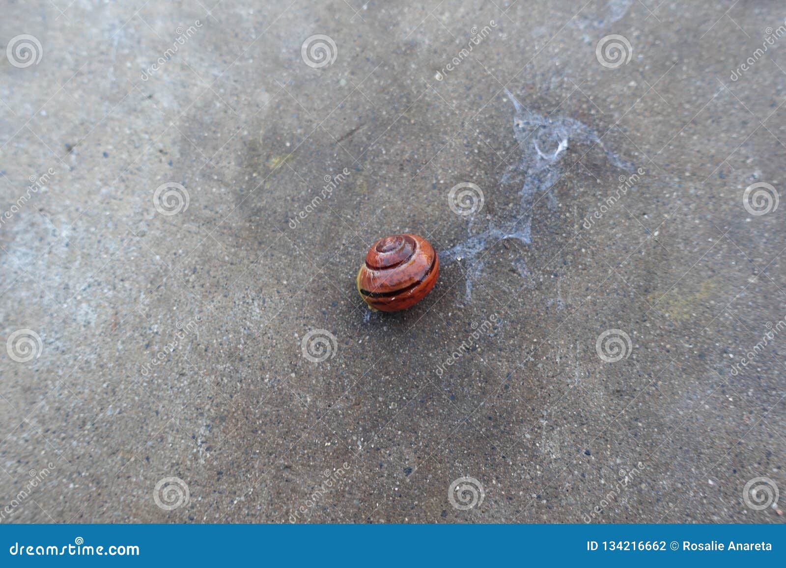 Snail shell on the ground stock photo. Image of snailshell - 134216662