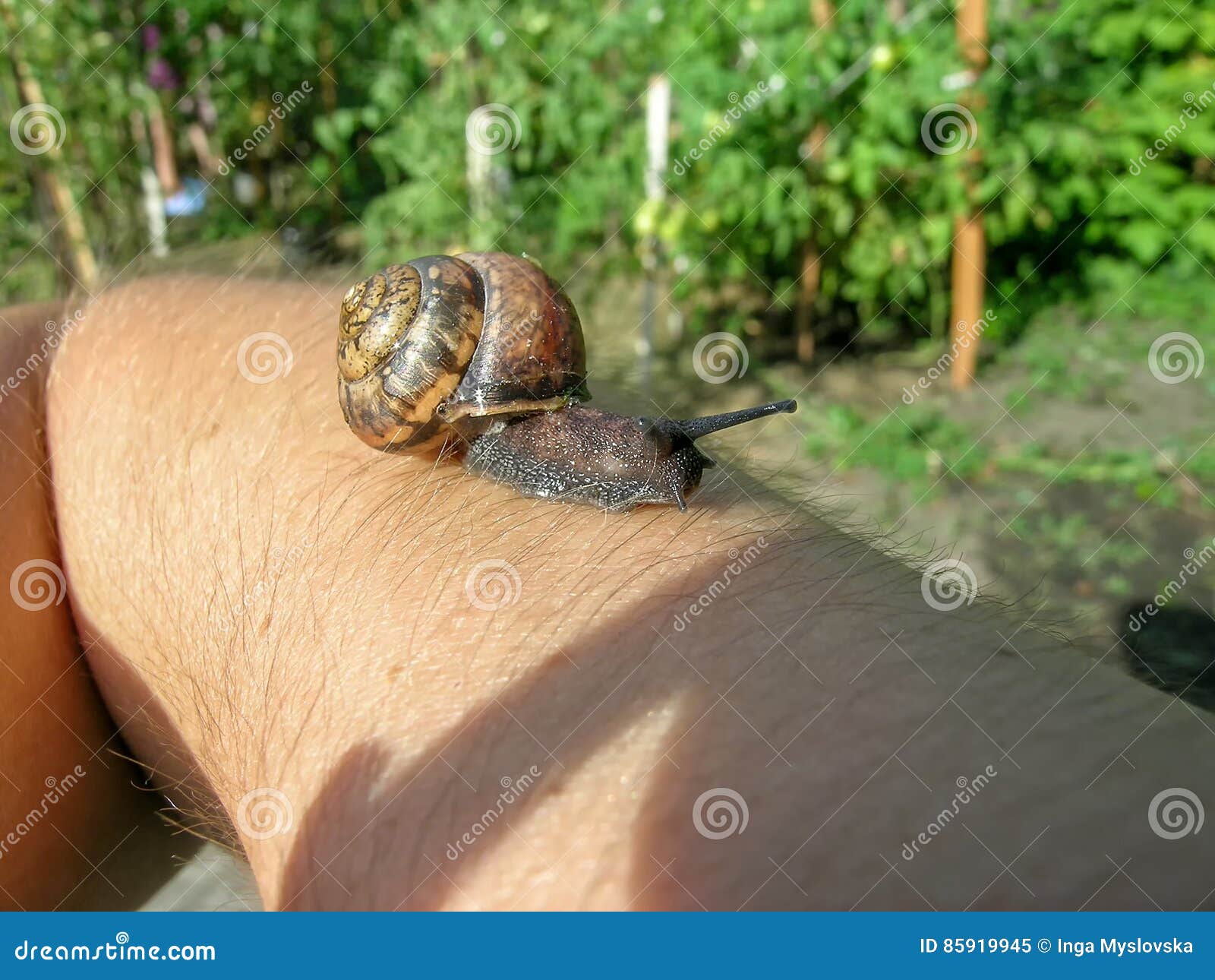 Snail with shell on hand stock image. Image of concept - 85919945