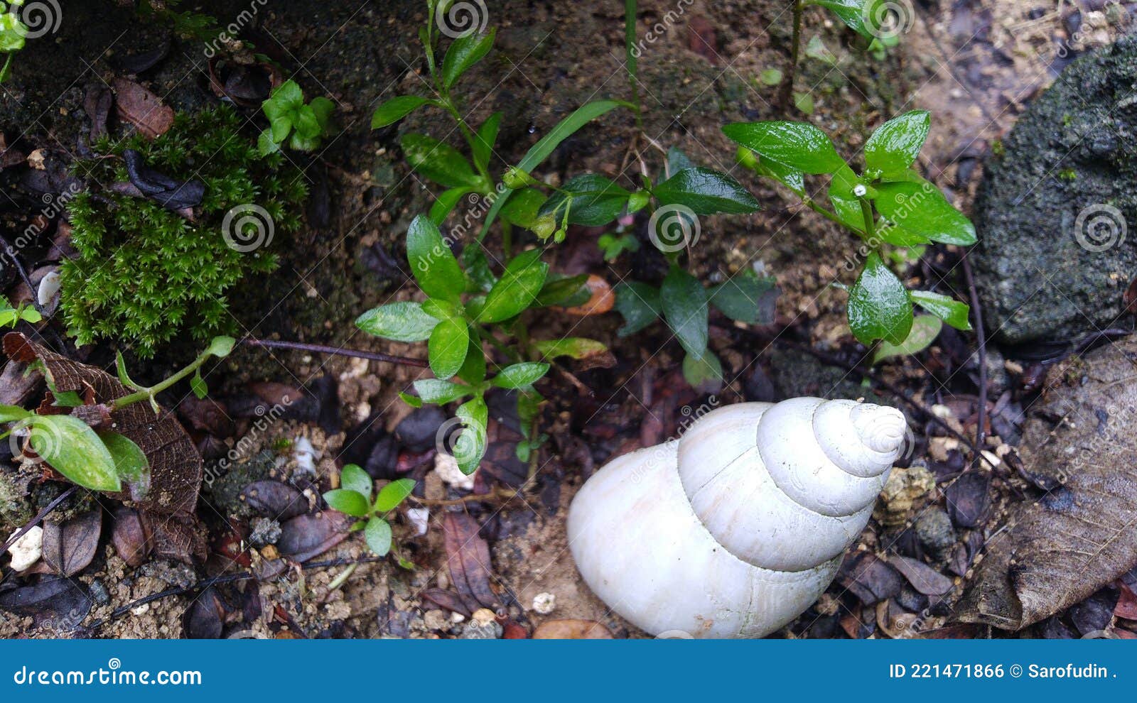 The Snail Shell that Has Been Left by the Snail Stock Photo - Image of ...
