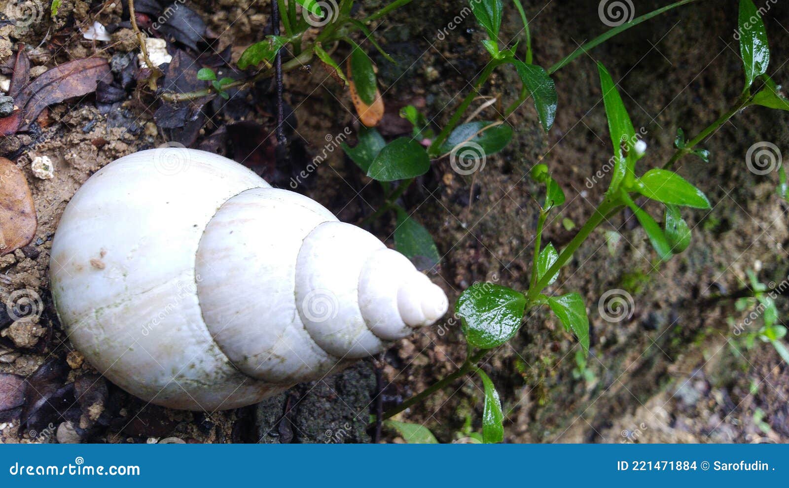 The Snail Shell that Has Been Left by the Snail Stock Photo - Image of ...