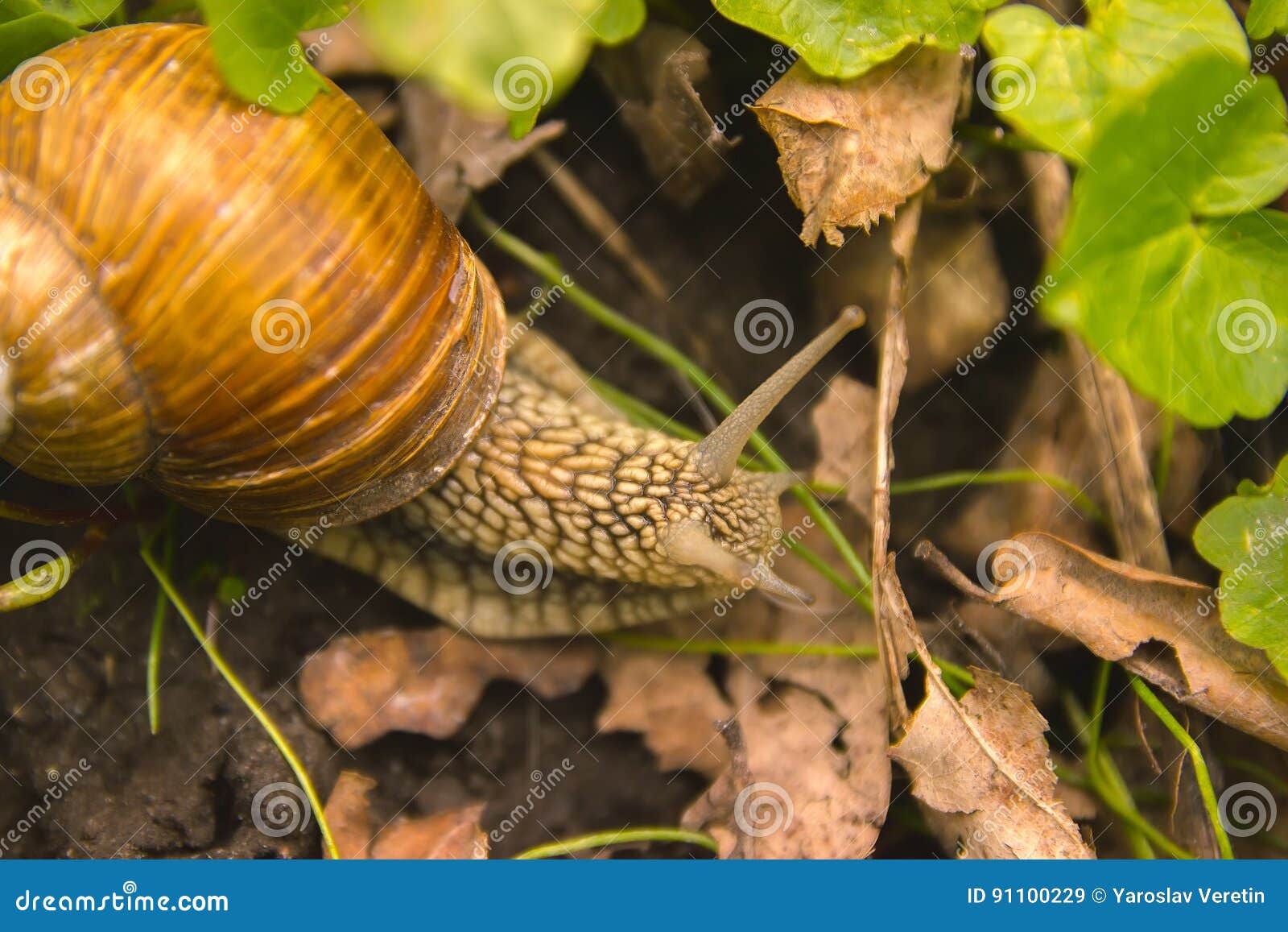Snail Shell Horns Nature Sunny Day Stock Image - Image of shell, macro ...