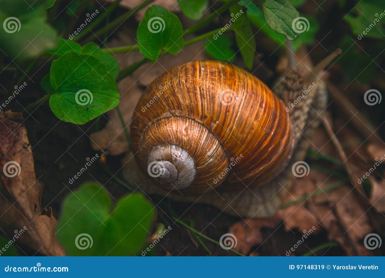 Snail Shell Horns Nature Sunny Day Stock Image - Image of happiness ...