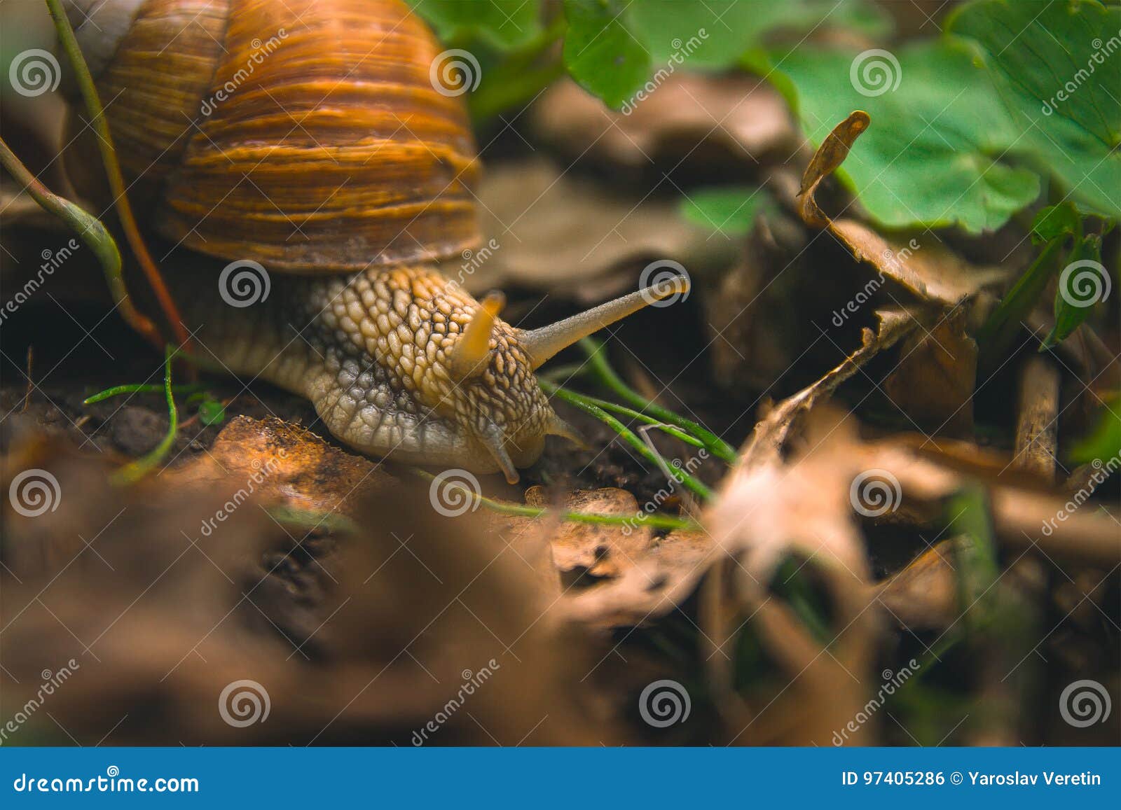 Snail Shell Horns Nature Sunny Day Stock Photo - Image of animal ...
