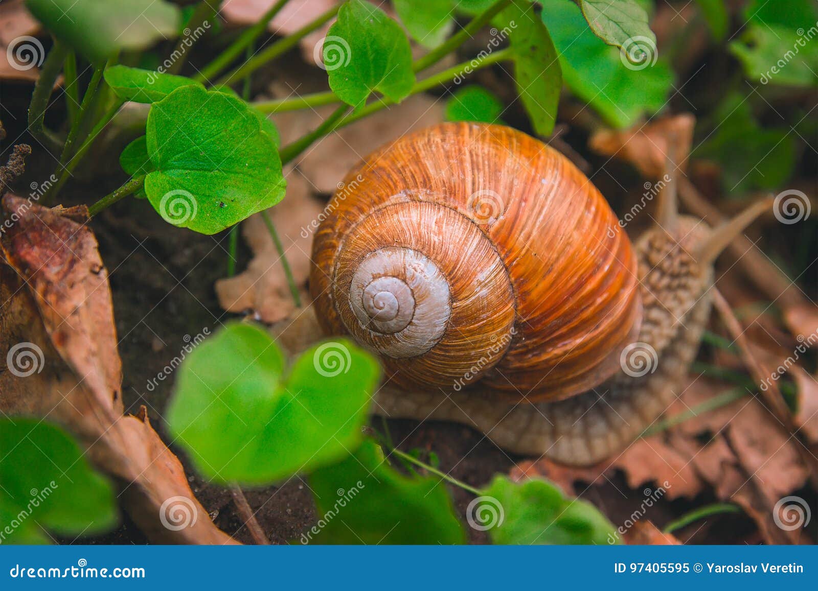 Snail Shell Horns Nature Sunny Day Stock Image - Image of slugs ...