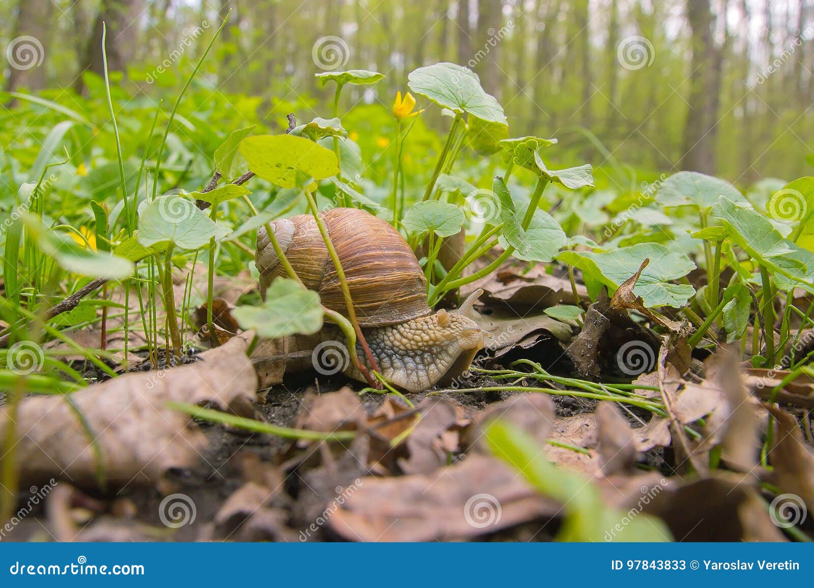 Snail Shell Horns Nature Sunny Day Stock Image - Image of antenna ...