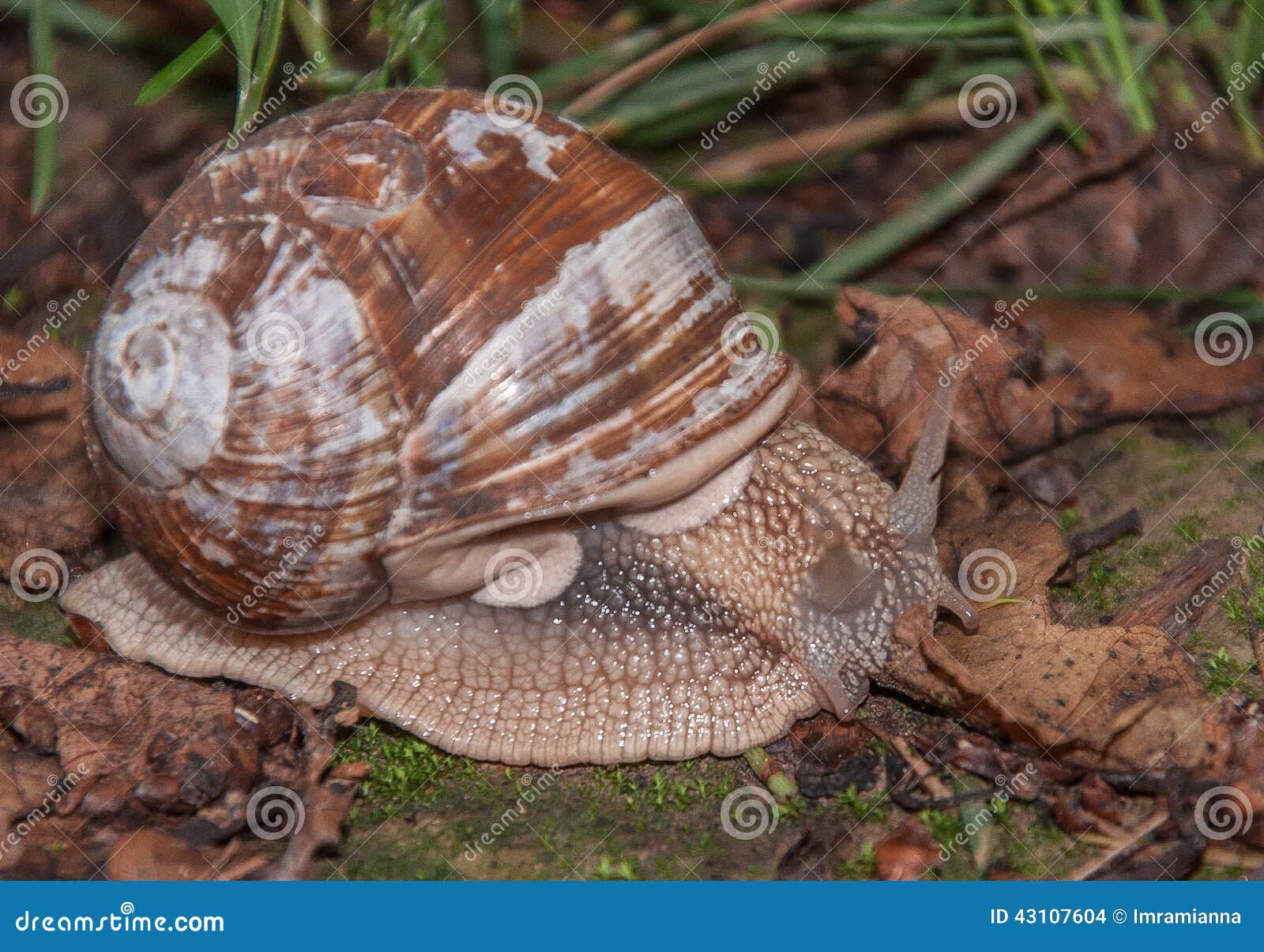 Snail stock photo. Image of brown, outdoor, shell, ground - 43107604