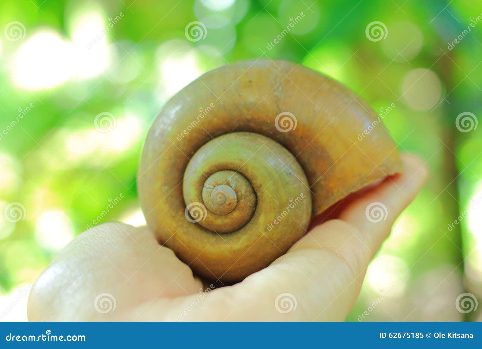 Snail shell in human hand stock image. Image of snail - 62675185