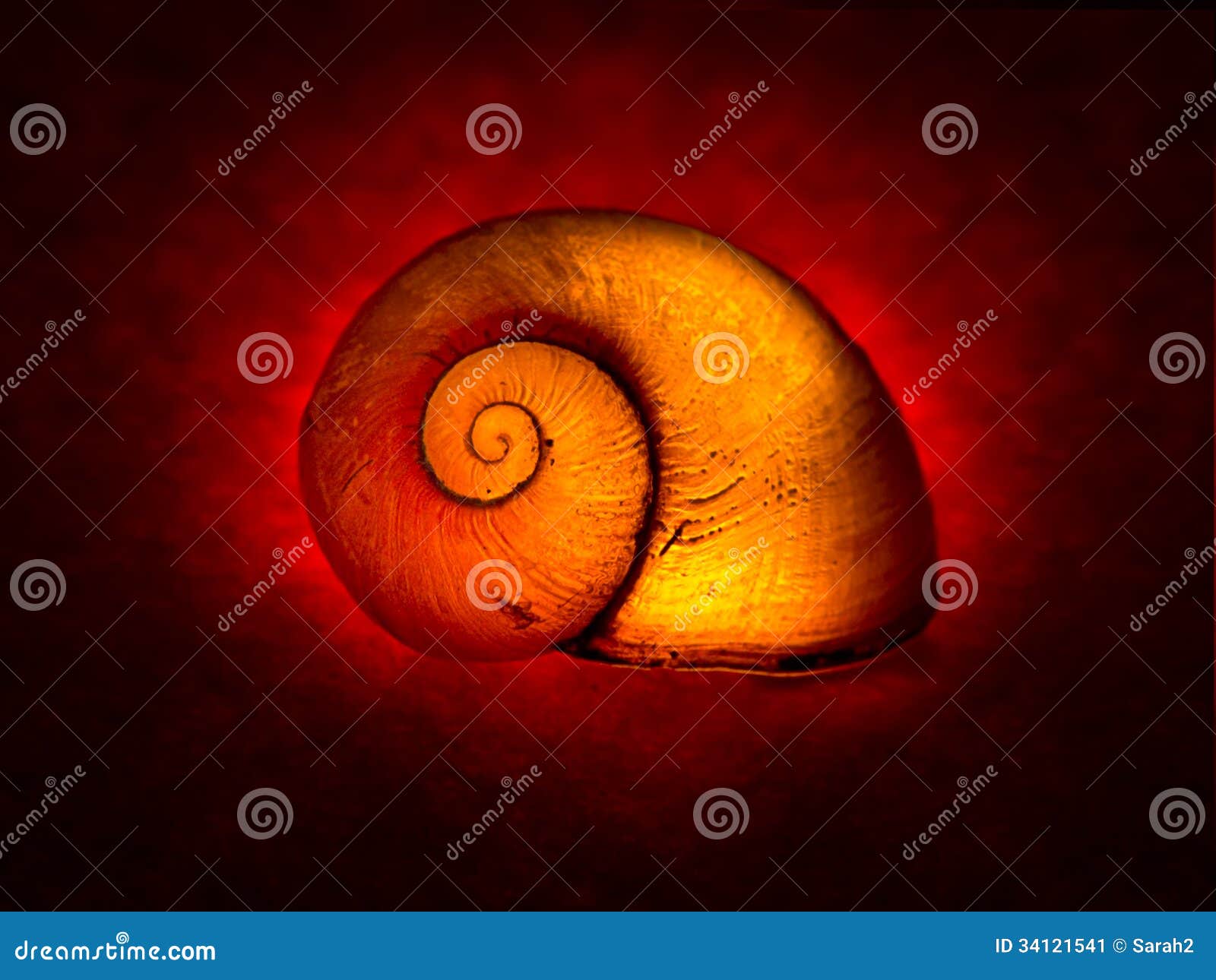 Snail Shell Illuminated Over Red Background - Macr Stock Image - Image ...