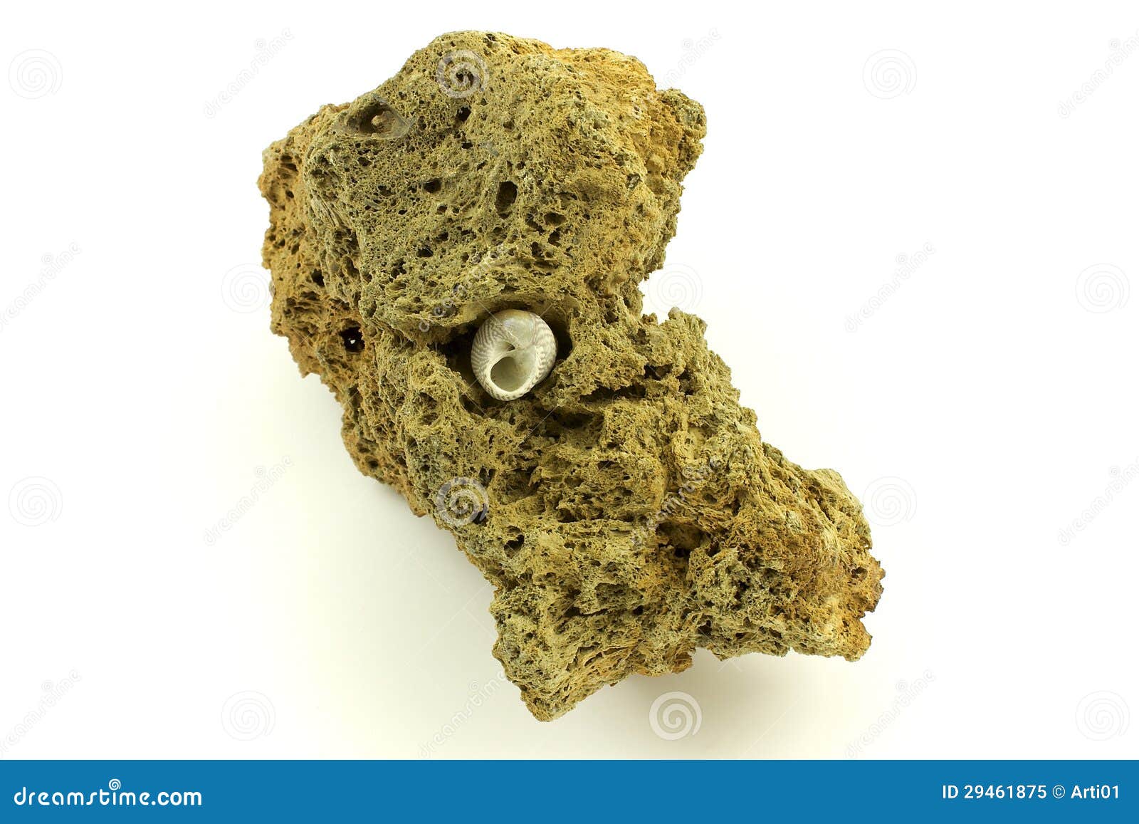 Snail Shell Inside Volcanic Stone Stock Image - Image of beauty, nature ...