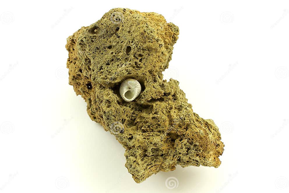 Snail Shell Inside Volcanic Stone Stock Image - Image of beauty, nature ...