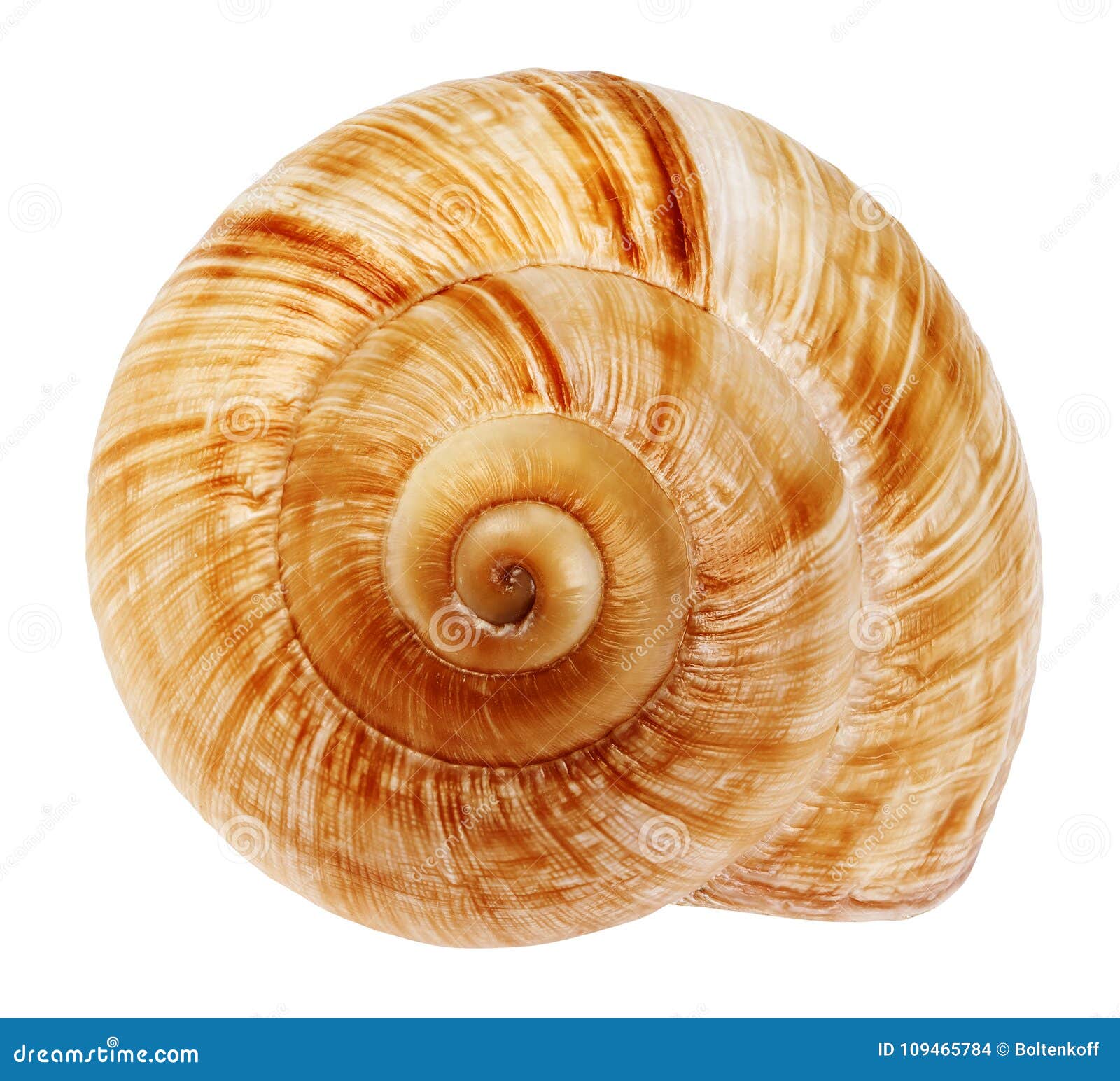 Snail shell stock photo. Image of mollusk, empty, shell - 109465784
