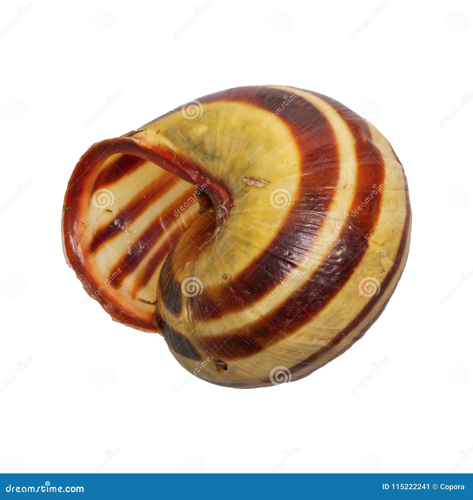 Snail Shell on a White Background Stock Image - Image of natural ...