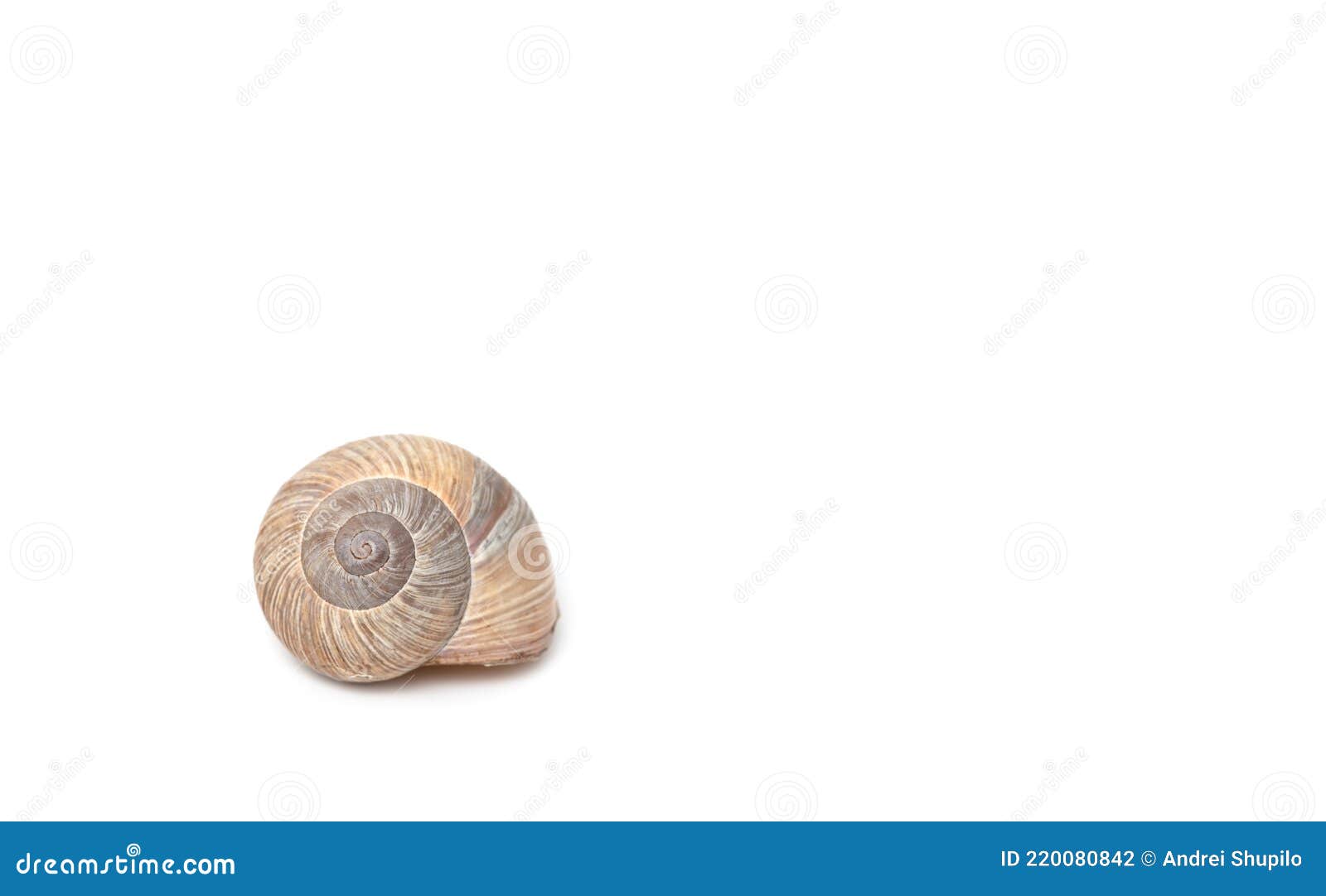 Snail Shell Isolated on a White Background. Stock Photo - Image of ...
