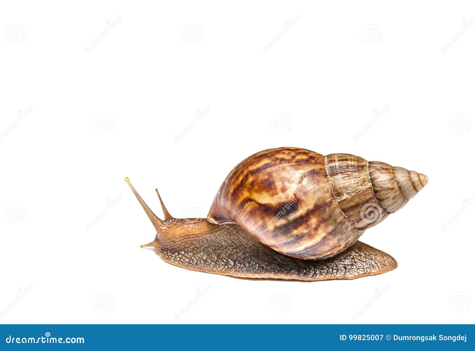 Snail Isolated on White Background Stock Image - Image of isolated ...