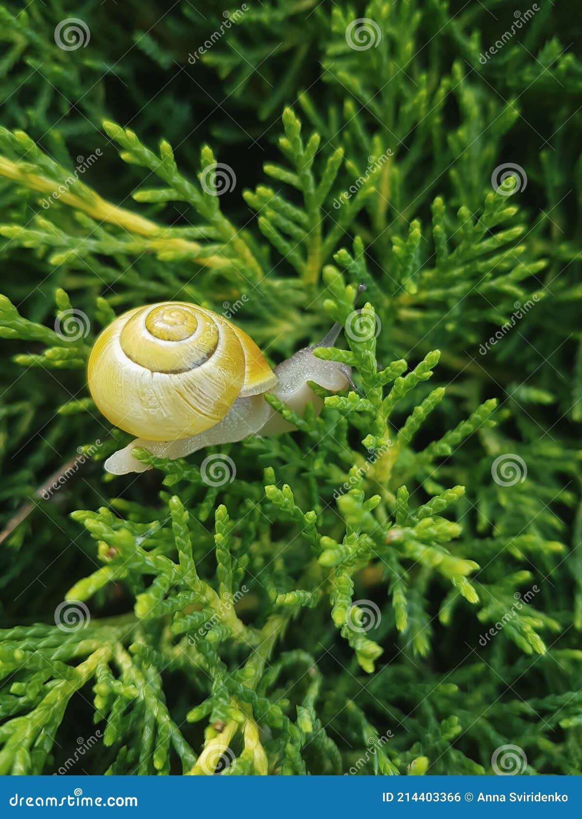 Snail in a Shell in Juniper Foliage Stock Photo - Image of movement ...