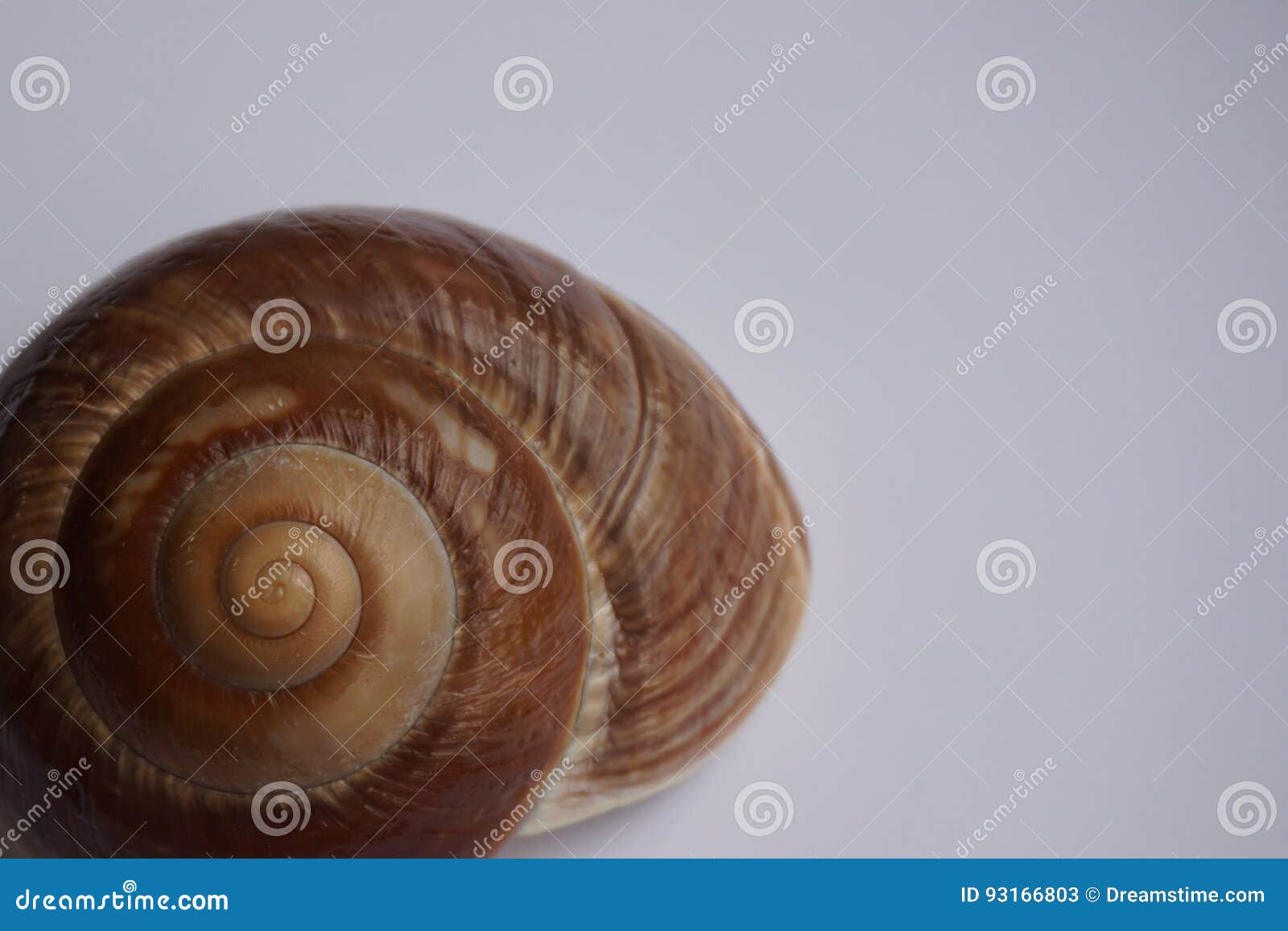 Snail shell stock image. Image of snail, photographed - 93166803