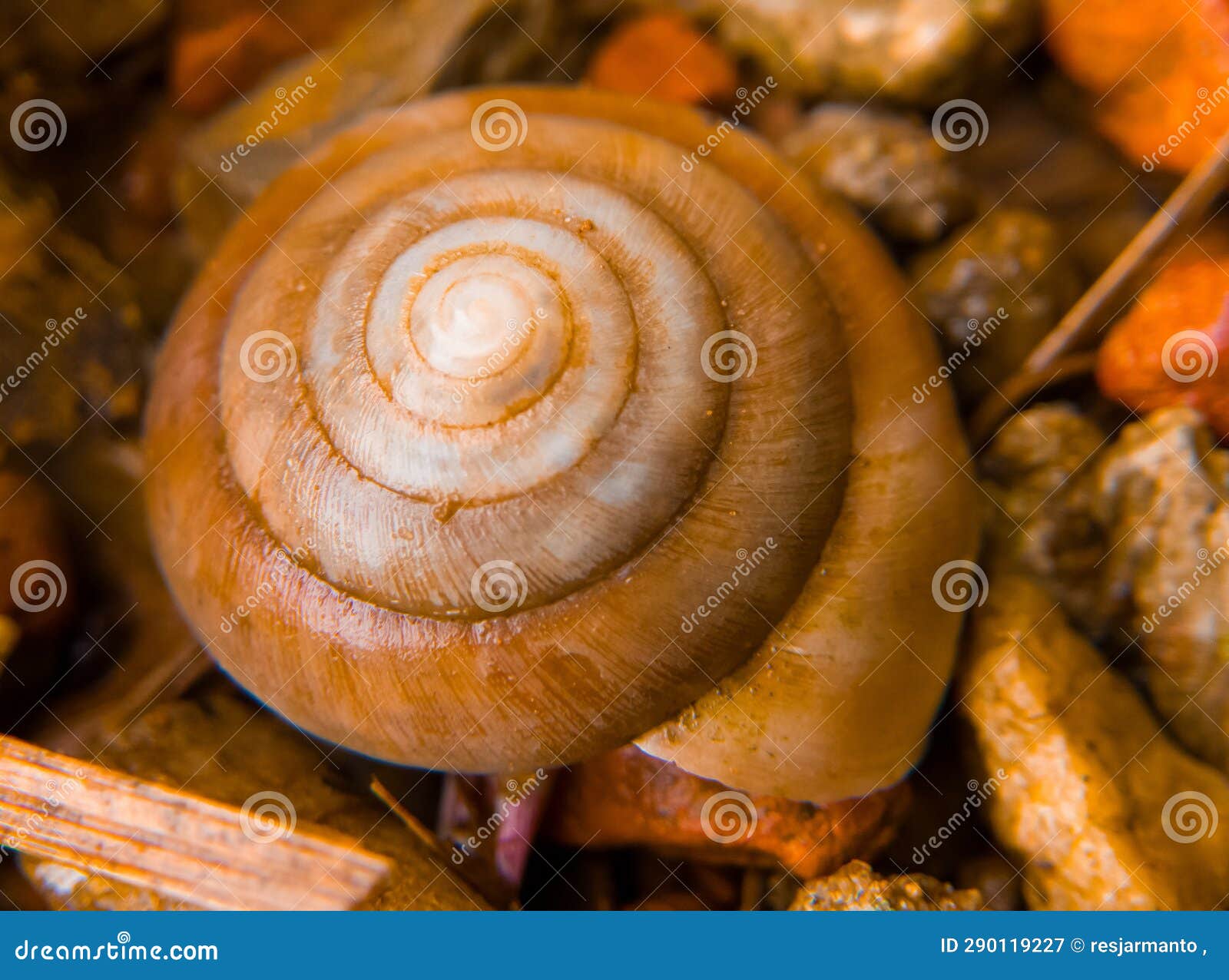 A Snail Shell Left Behind by Its Owner Stock Image - Image of owner ...