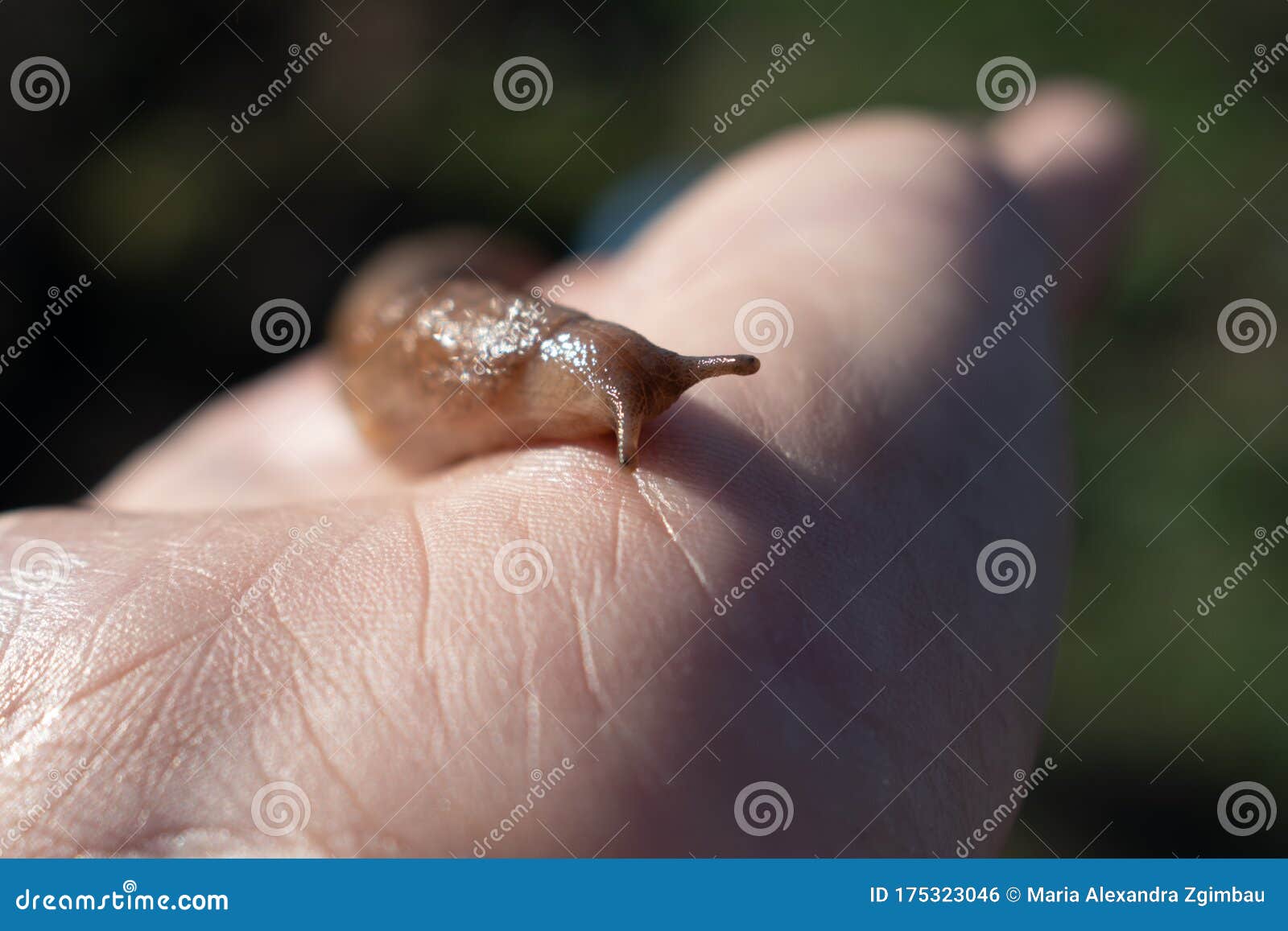 Snail without shell limax stock photo. Image of limax - 175323046