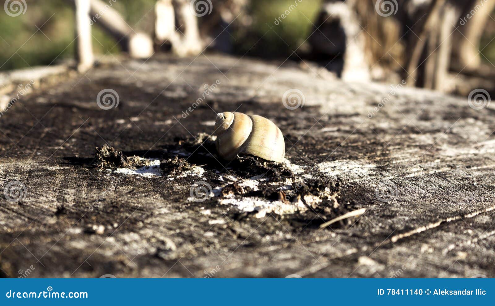 Snail shell on a log stock photo. Image of crawling, environment - 78411140