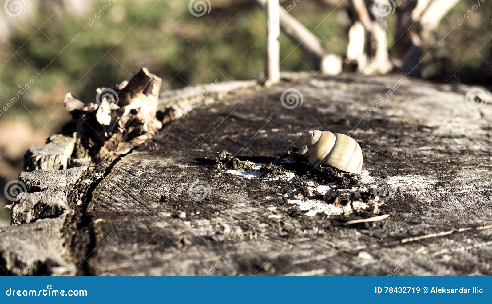 Snail shell on a log stock image. Image of closeup, macro - 78432719