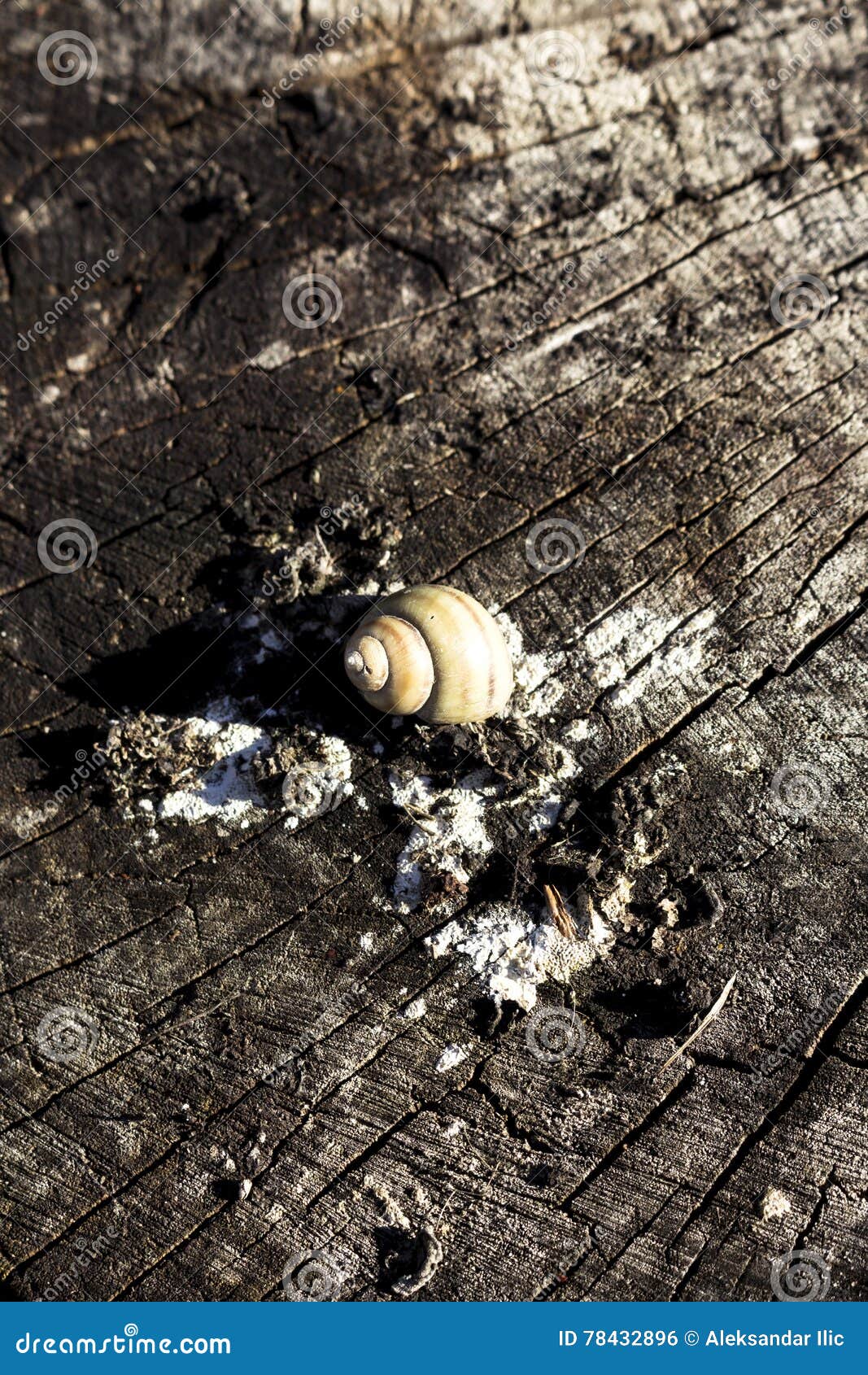 Snail shell on a log stock photo. Image of environment - 78432896