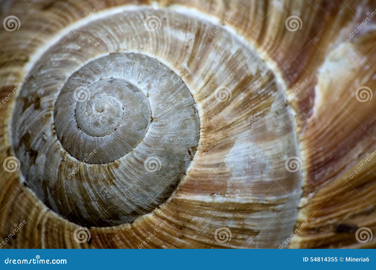 Snail Shell Royalty-Free Stock Image | CartoonDealer.com #42122140