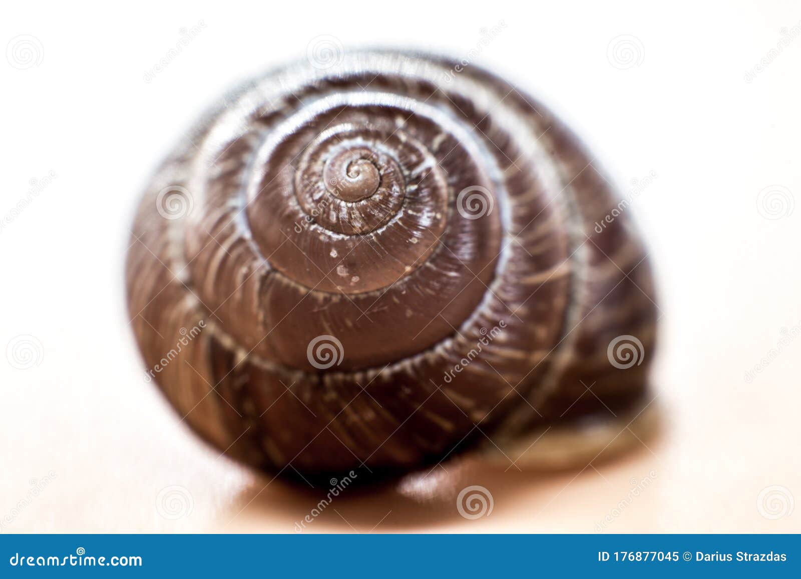 Snail shell macro closeup stock image. Image of texture - 176877045