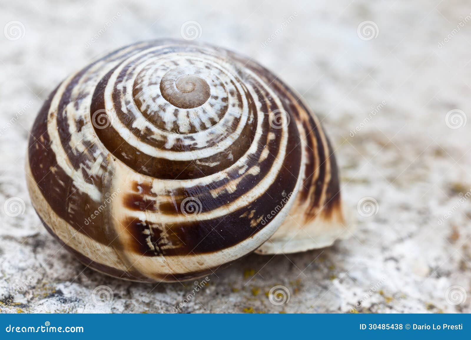 Snail shell stock photo. Image of snail, nature, beauty - 30485438