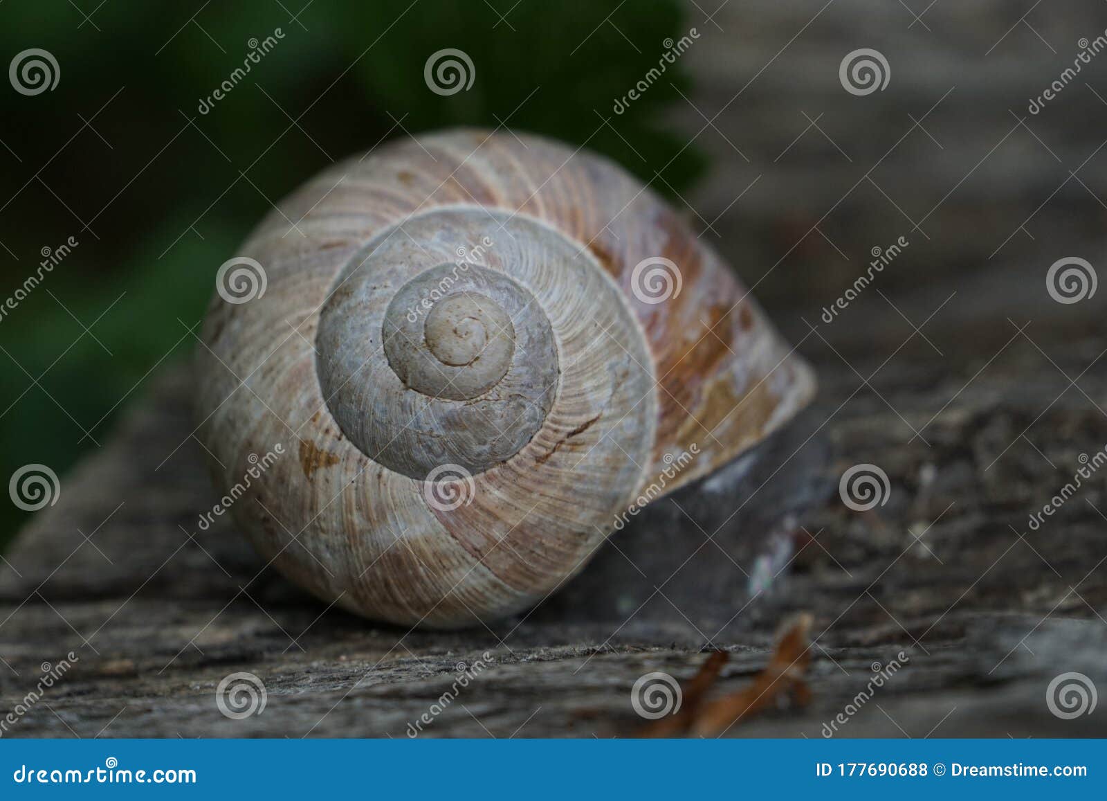 A Snail Shell Marbeled on the Ground Stock Photo - Image of beauty ...