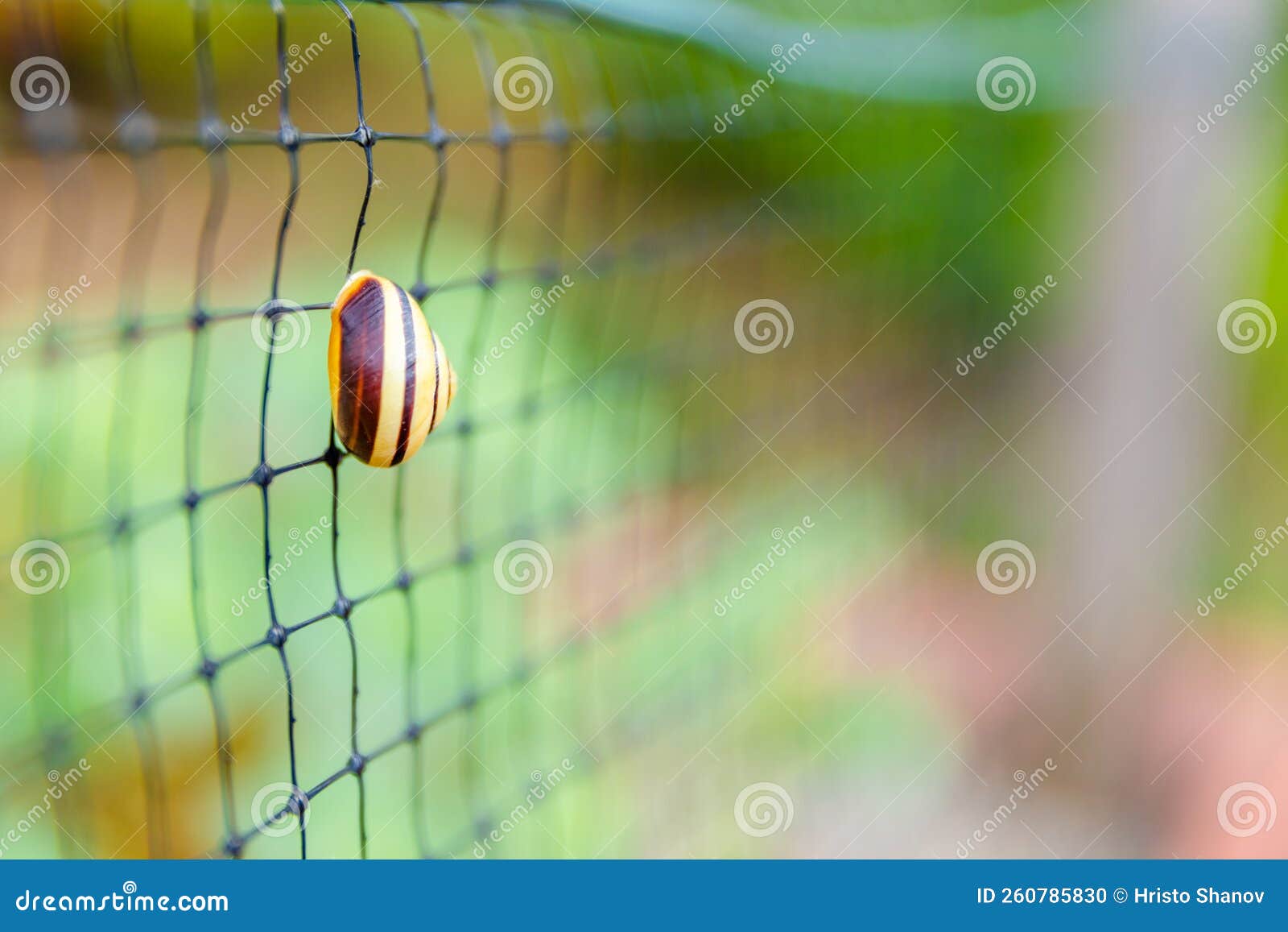Snail Shell on a Net Hanging in Green Park Stock Photo - Image of ...