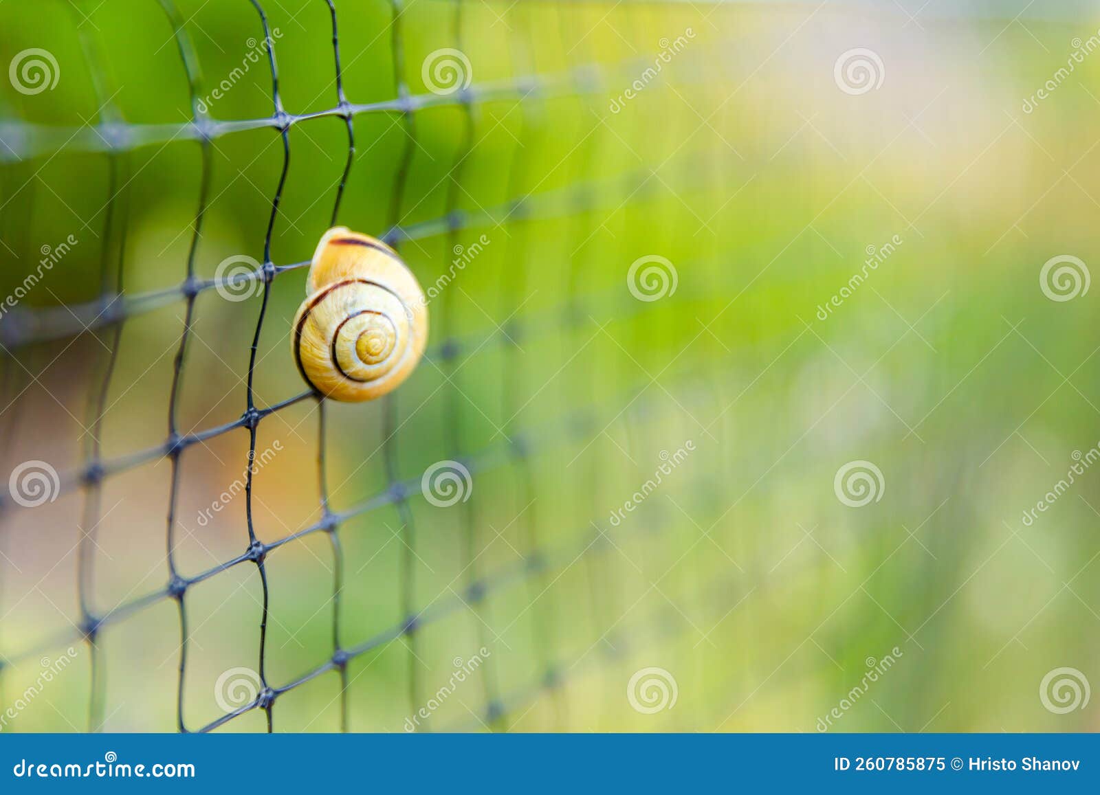Snail Shell on a Net Hanging in Green Park Stock Image - Image of ...
