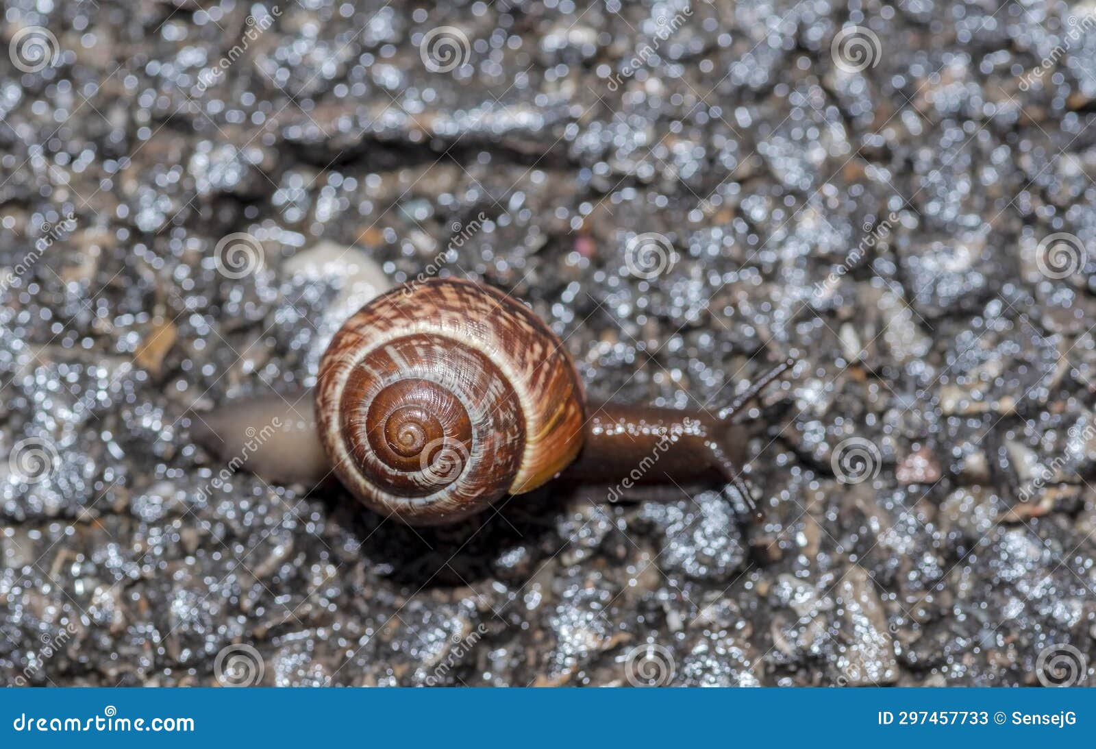 A Spirally Rolled Shell on the "back" of a Snail "hurrying" Along an ...