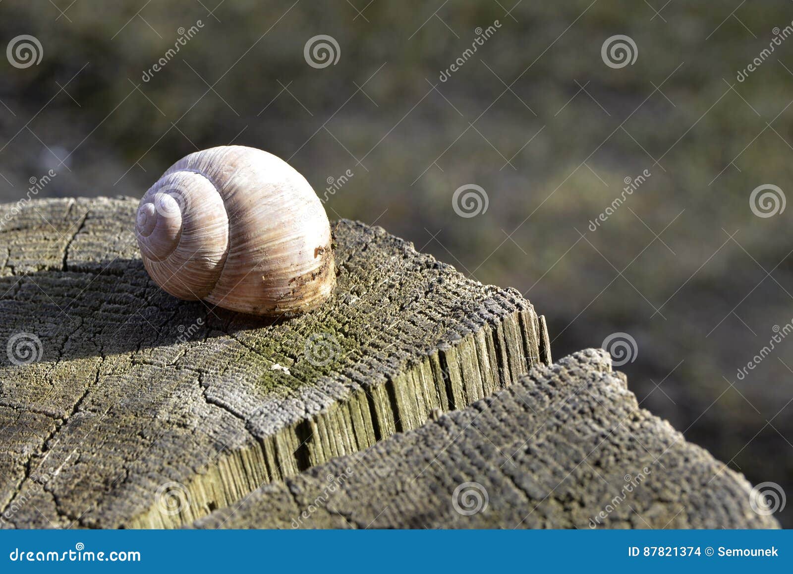 Snail Shell on an Oak Stump Stock Photo - Image of parasite, mucus ...