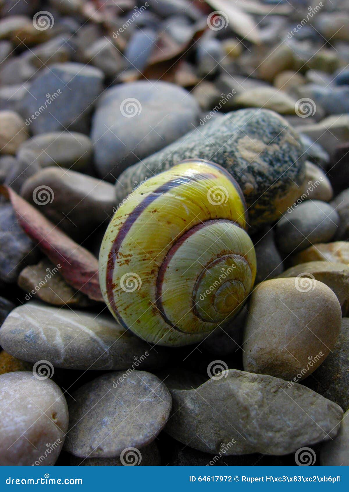 Snail Shell, stock photo. Image of grenn, ship, grey - 64617972