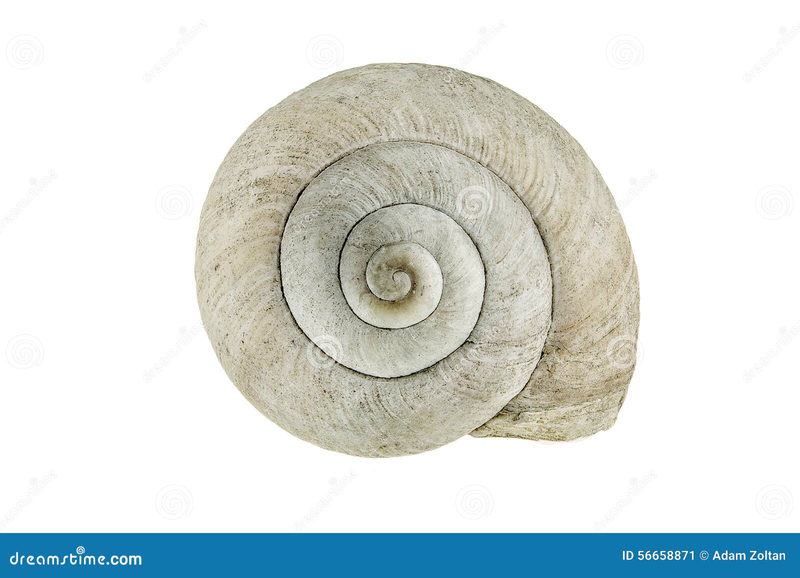 Snail Shell Royalty-Free Stock Image | CartoonDealer.com #5554030