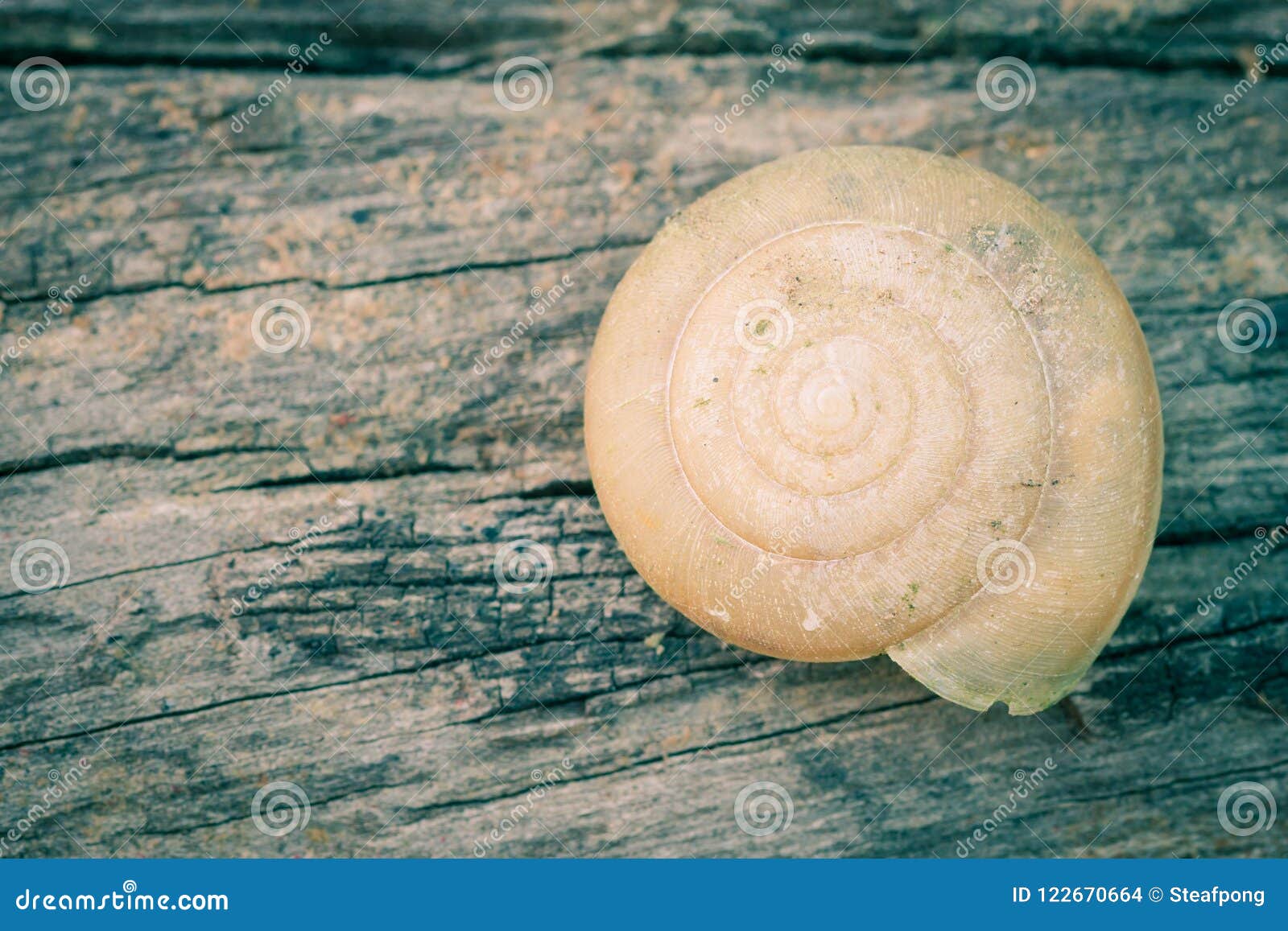 Snail Shell on Wood Texture Background Vintage Stock Photo - Image of ...