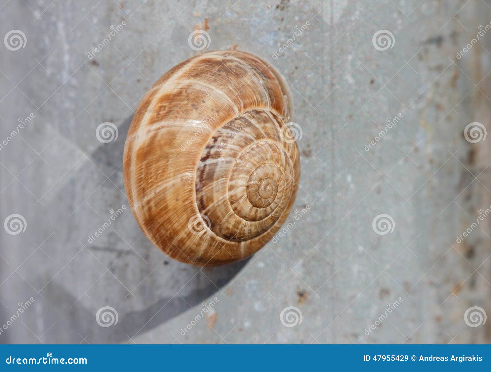 Snail shell stock image. Image of snail, extreme, surface - 47955429