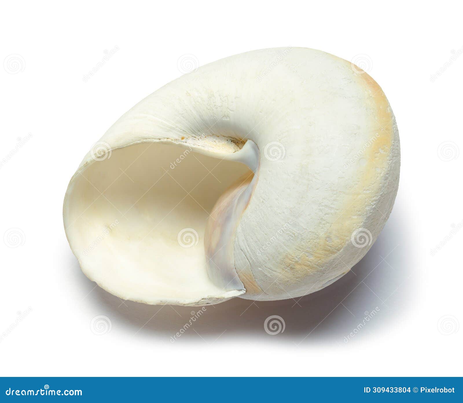 Snail Shell Opening stock photo. Image of life, snail - 309433804