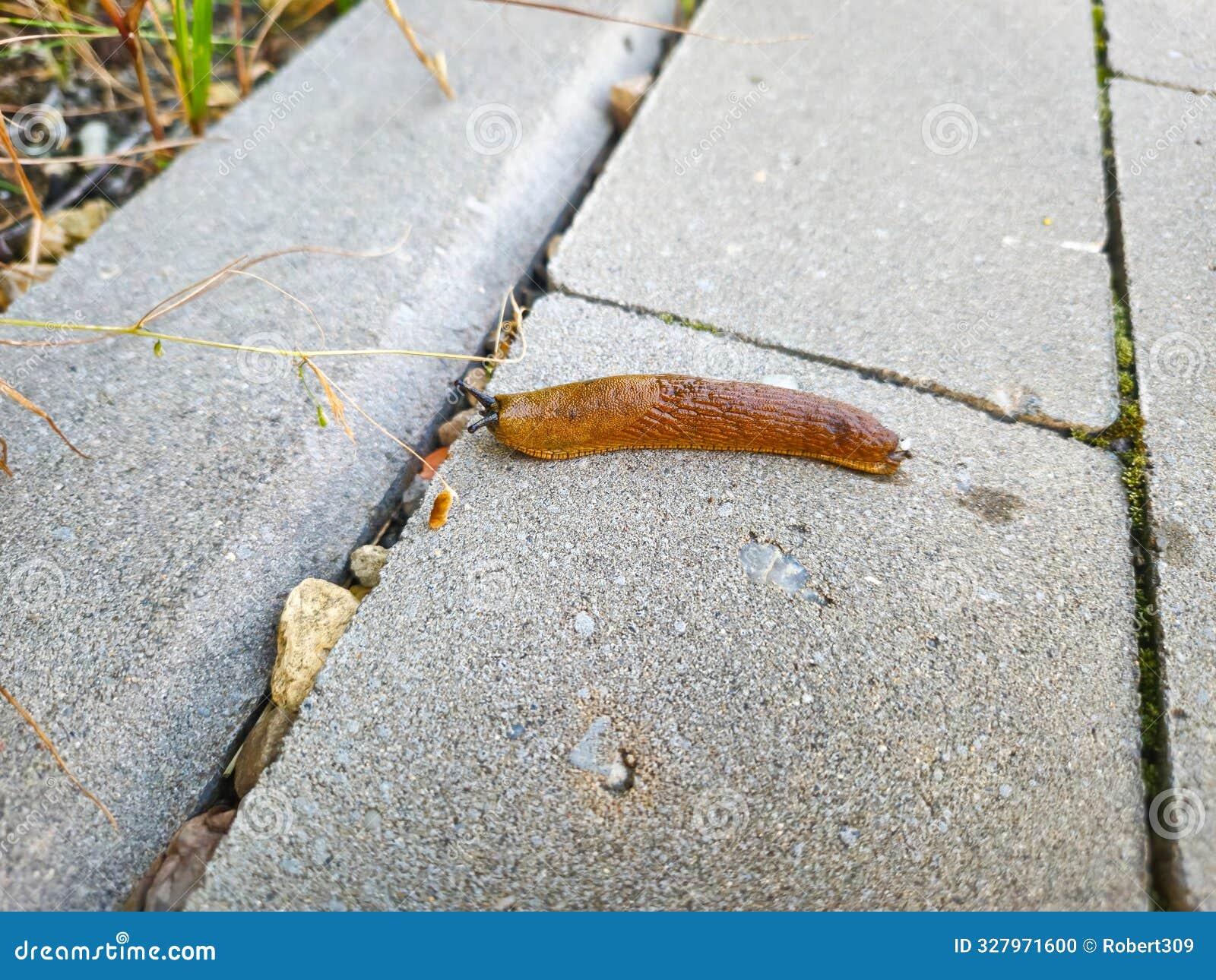Snail without Shell on the Pavement Stock Photo - Image of closeup ...