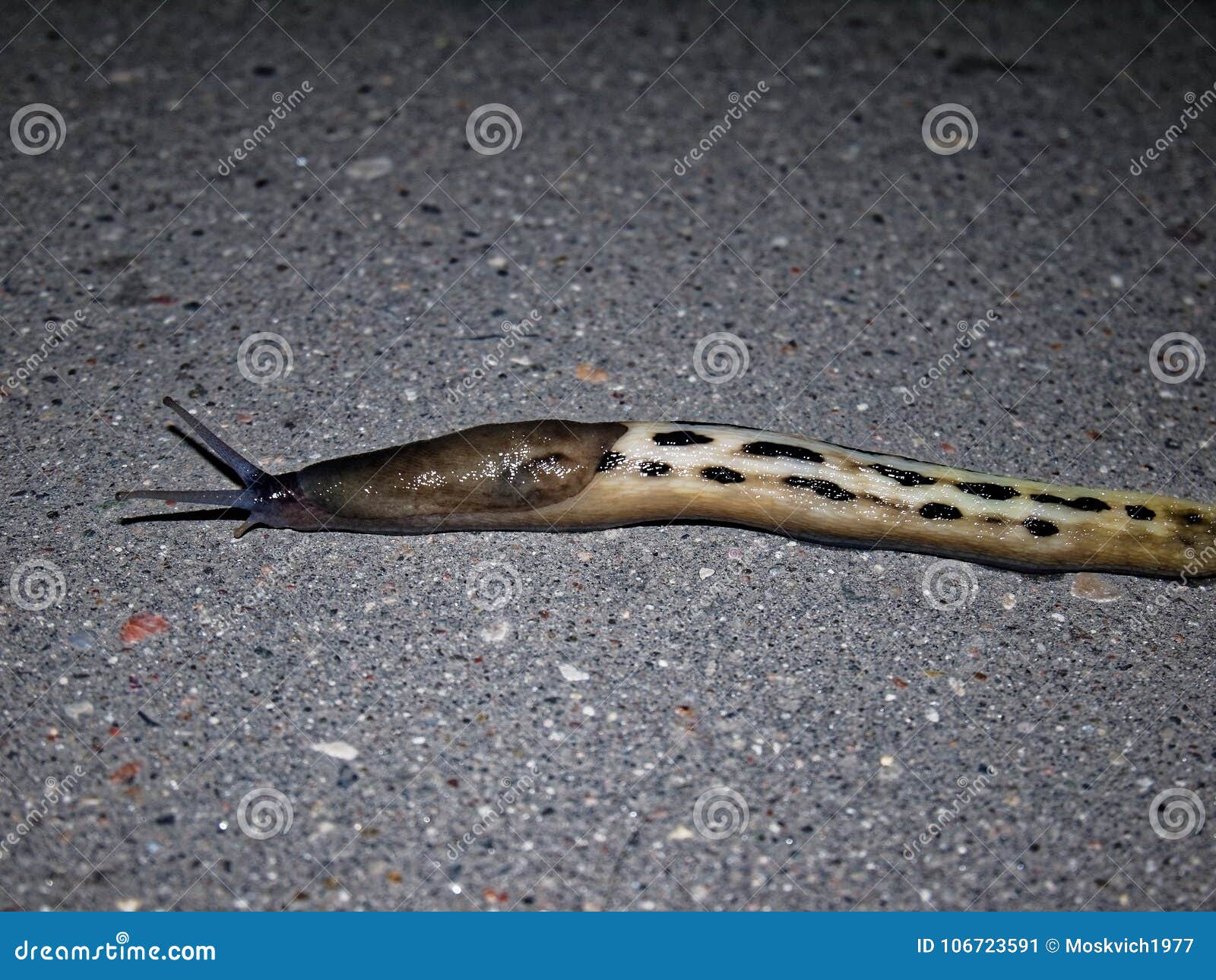 A Snail without the Shell on the Pavement, Moscow Stock Image - Image ...