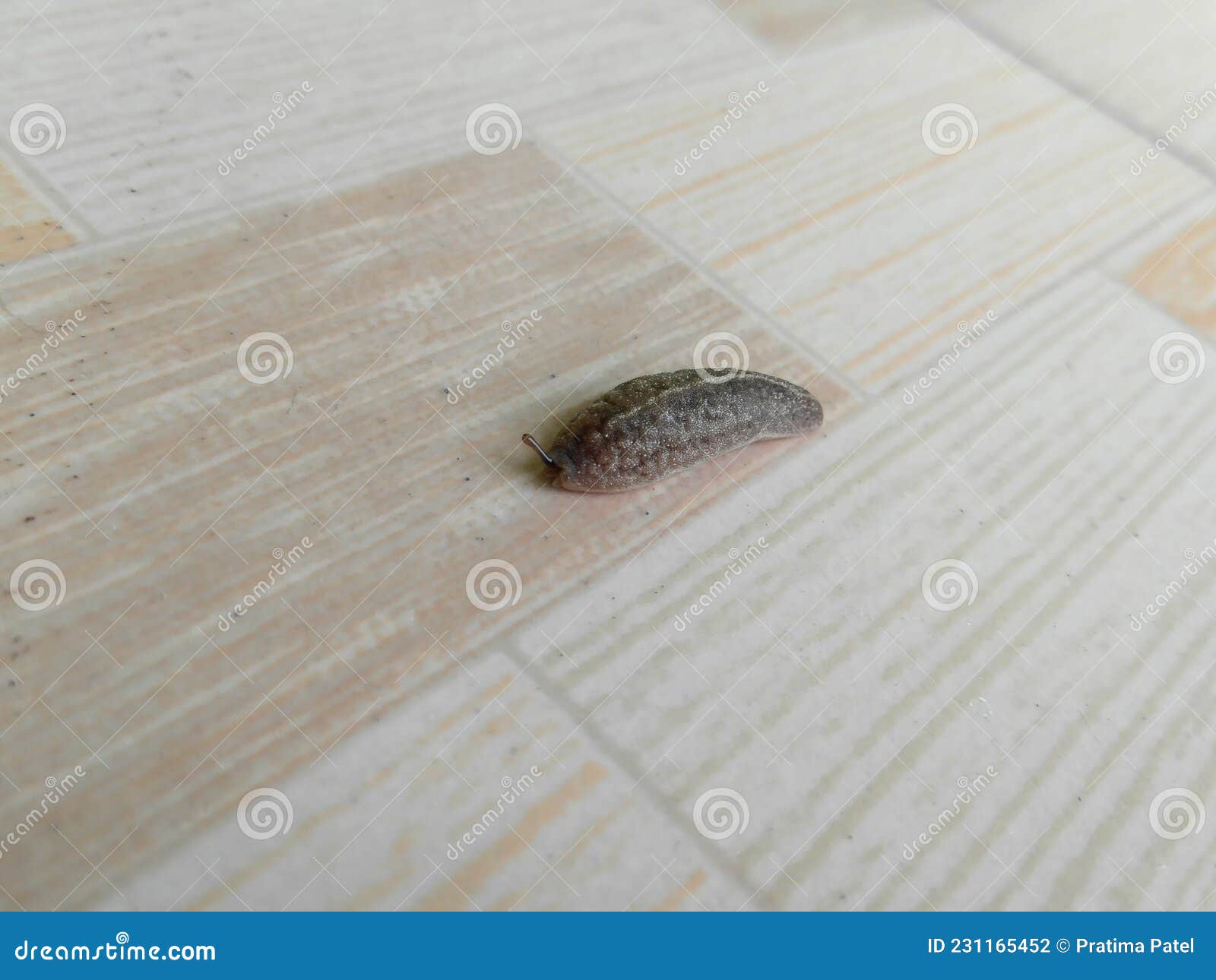 Snail without Shell Photography, Small Wildlife Background Stock Photo ...