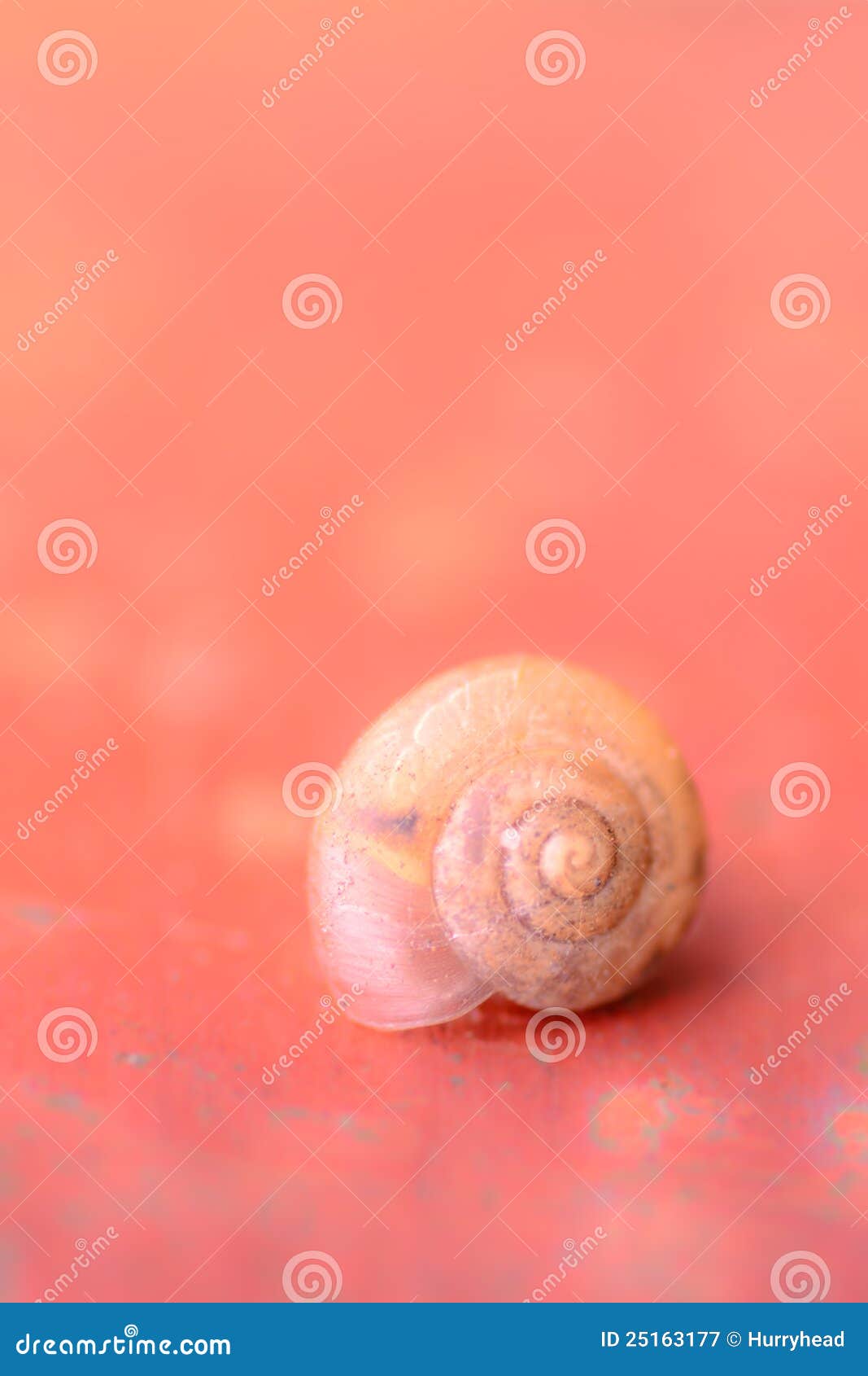 Snail Shell on Pink Wall Background Stock Image - Image of life ...