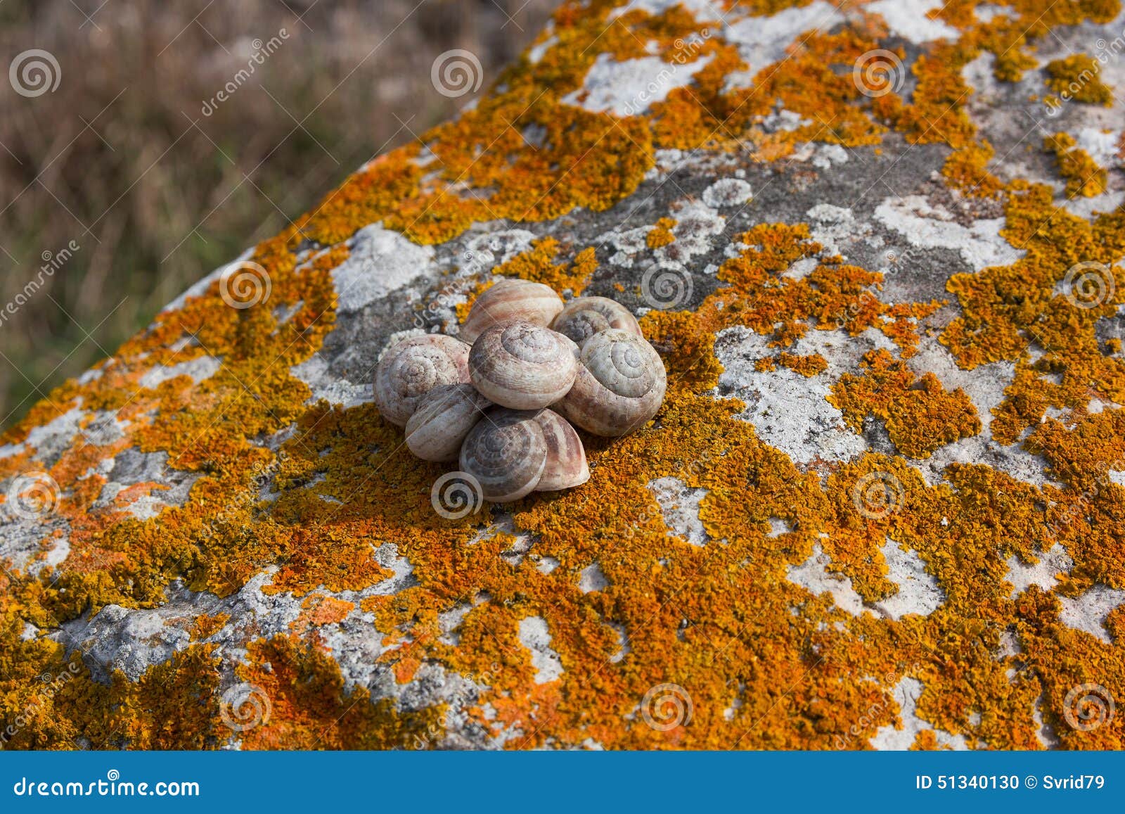 Snail Shell on a Rock Covered with Moss Lichen Orange Stock Photo ...