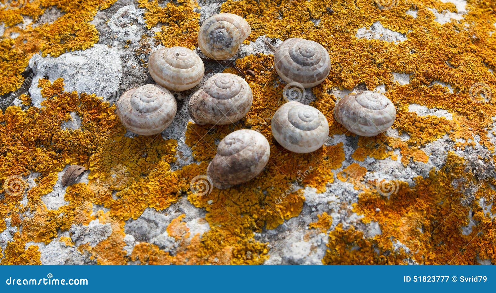 Snail Shell on a Rock Covered with Moss Lichen Orange. Stock Image ...