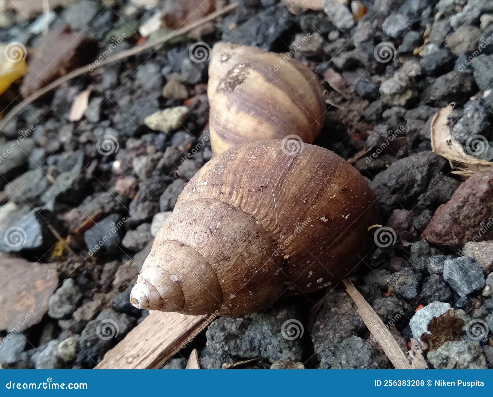Snail Shell between the Rocks Stock Photo - Image of nature, shell ...