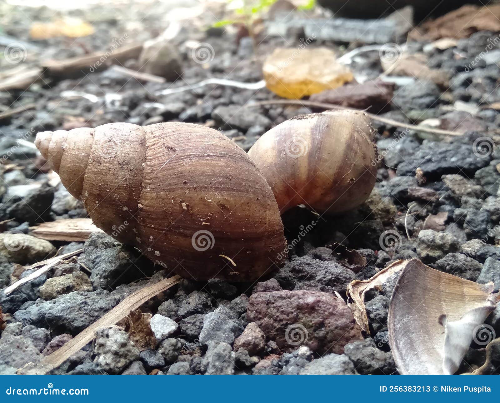 Snail Shell between the Rocks Stock Image - Image of rocks, food: 256383213