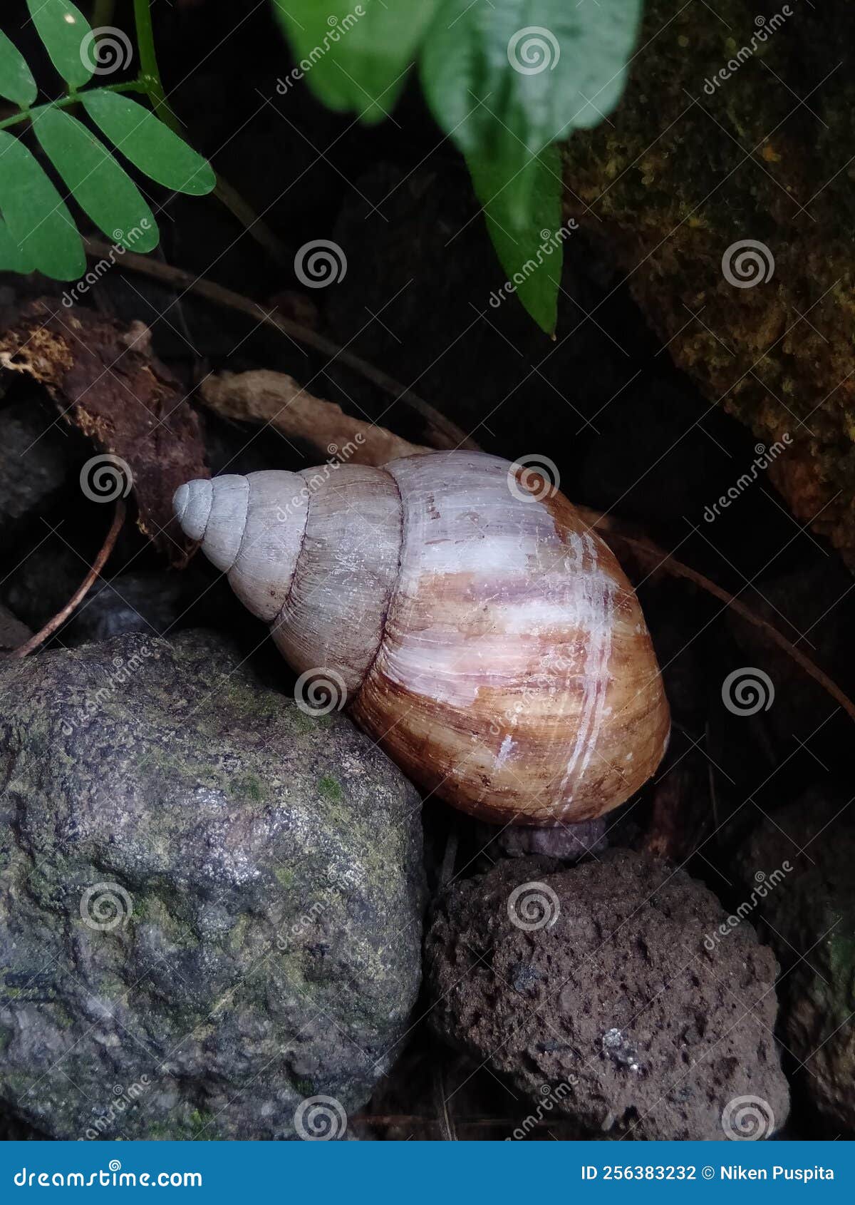 Snail Shell between the Rocks Stock Photo - Image of shell, forest ...