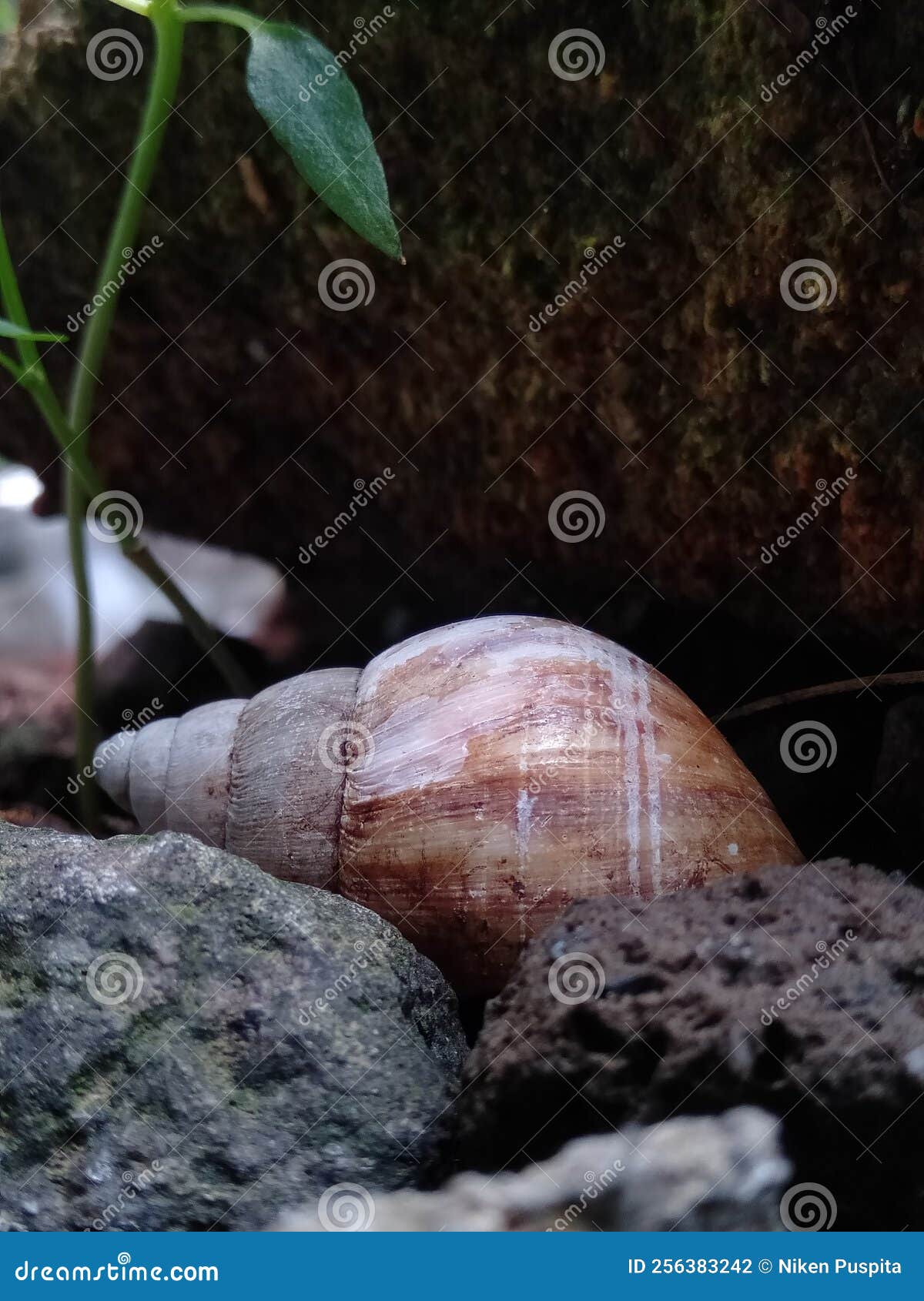 Snail Shell between the Rocks Stock Photo - Image of nature, branch ...