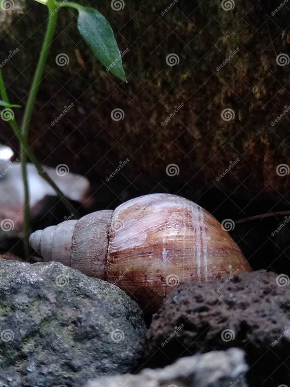 Snail Shell between the Rocks Stock Photo - Image of nature, branch ...